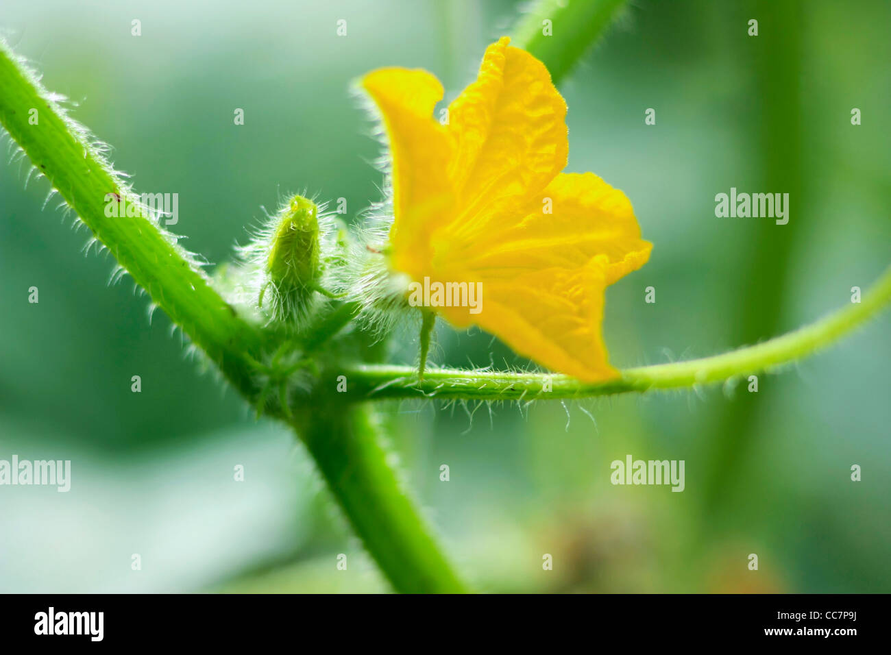 Cucumber male flower Stock Photo - Alamy