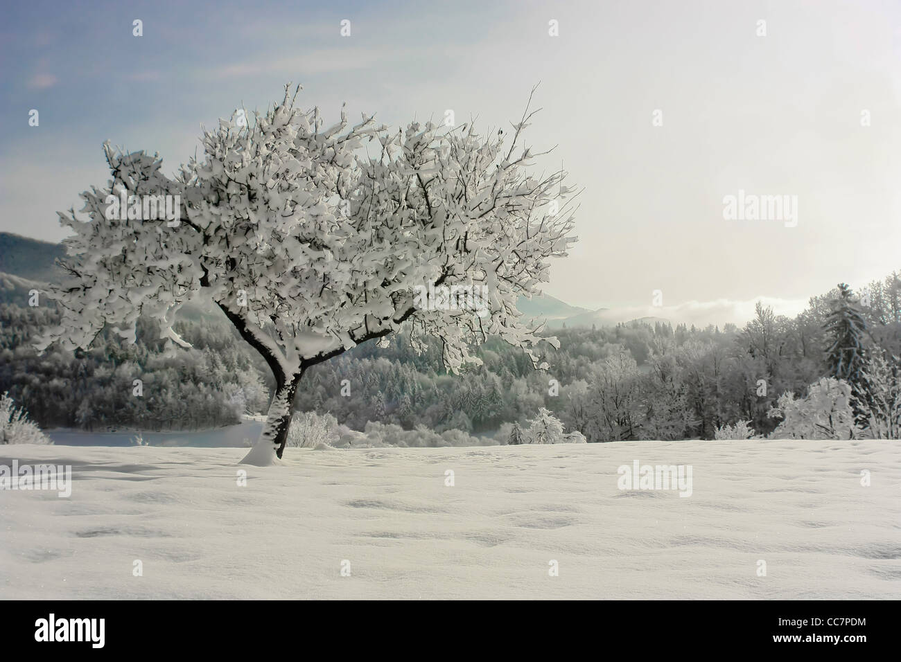 Apple tree covered with snow Stock Photo - Alamy