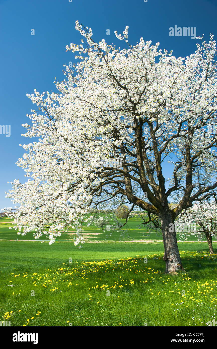 Blossoming trees in spring on green field Stock Photo - Alamy