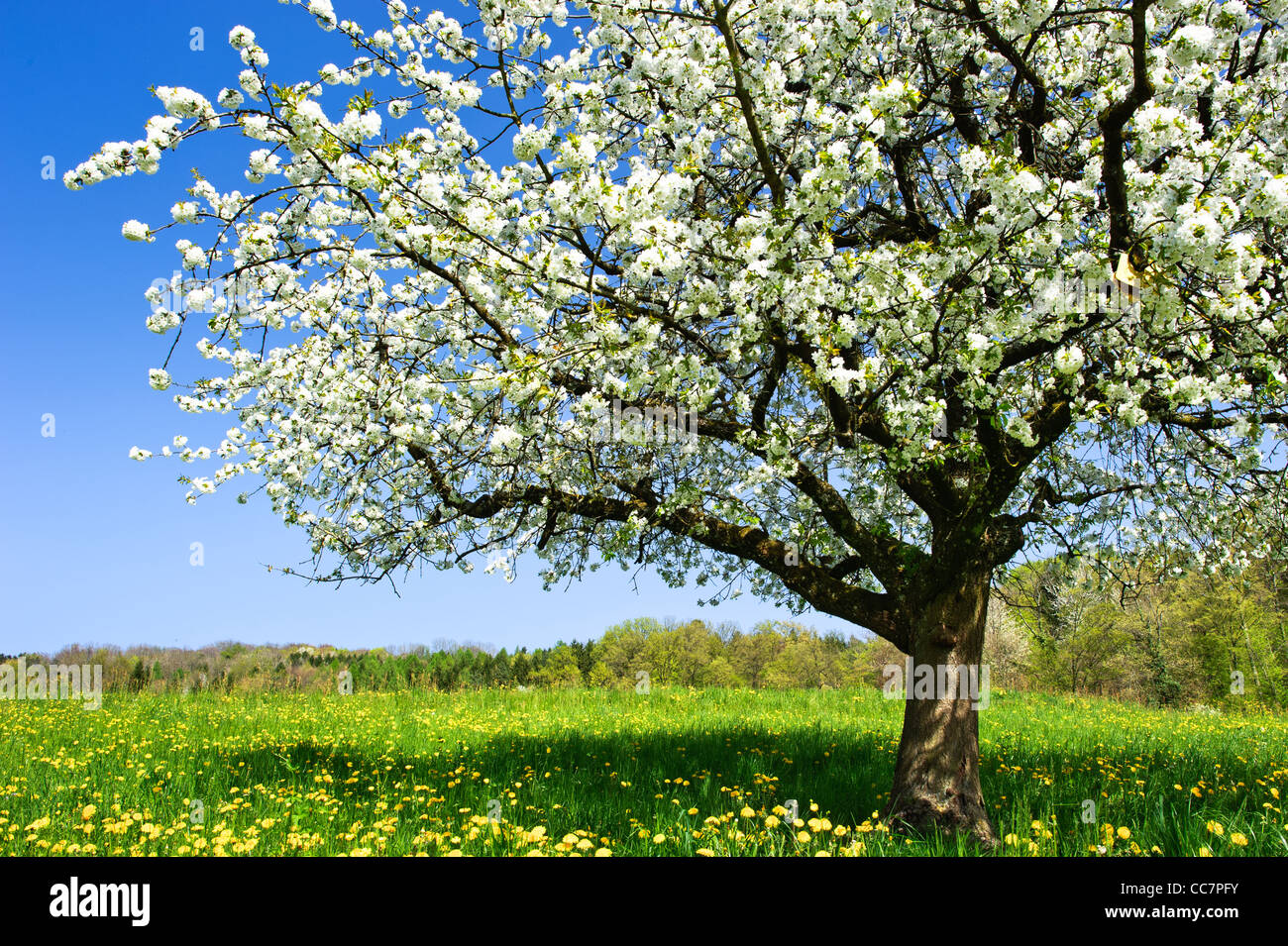 Lone tree in spring hi-res stock photography and images - Alamy