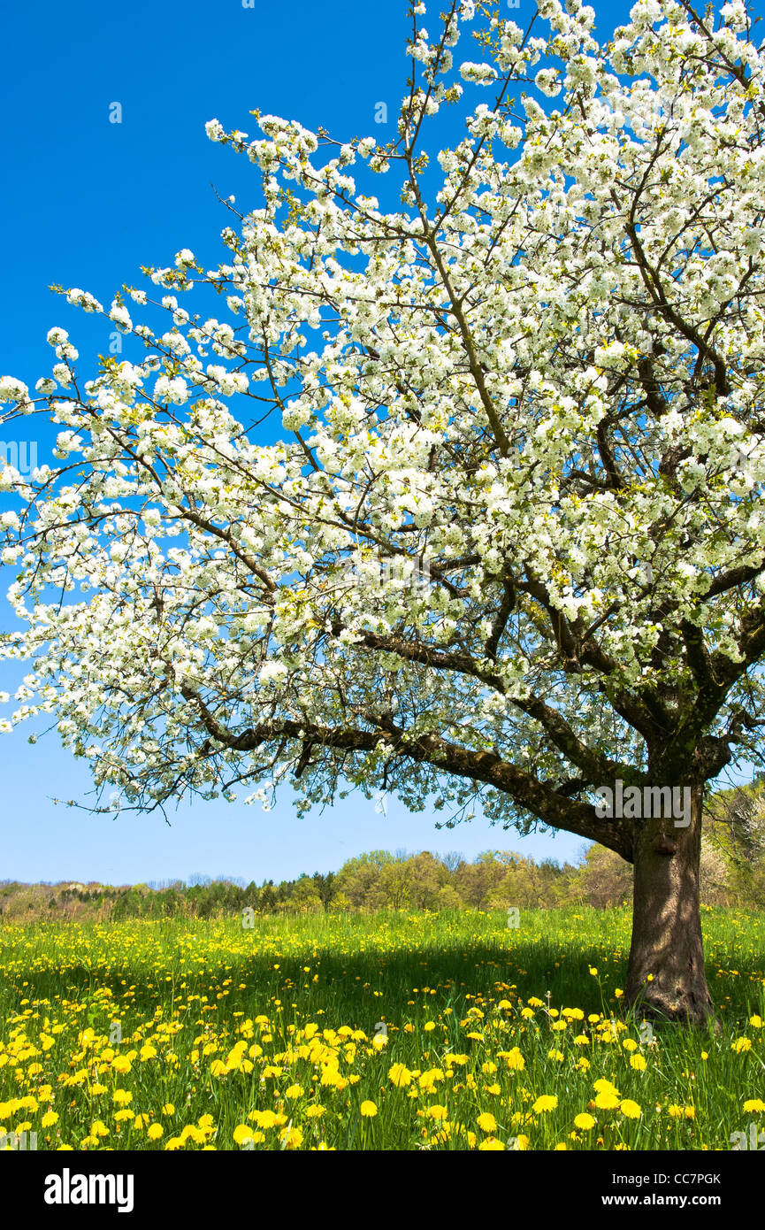 Blossoming tree hi-res stock photography and images - Alamy