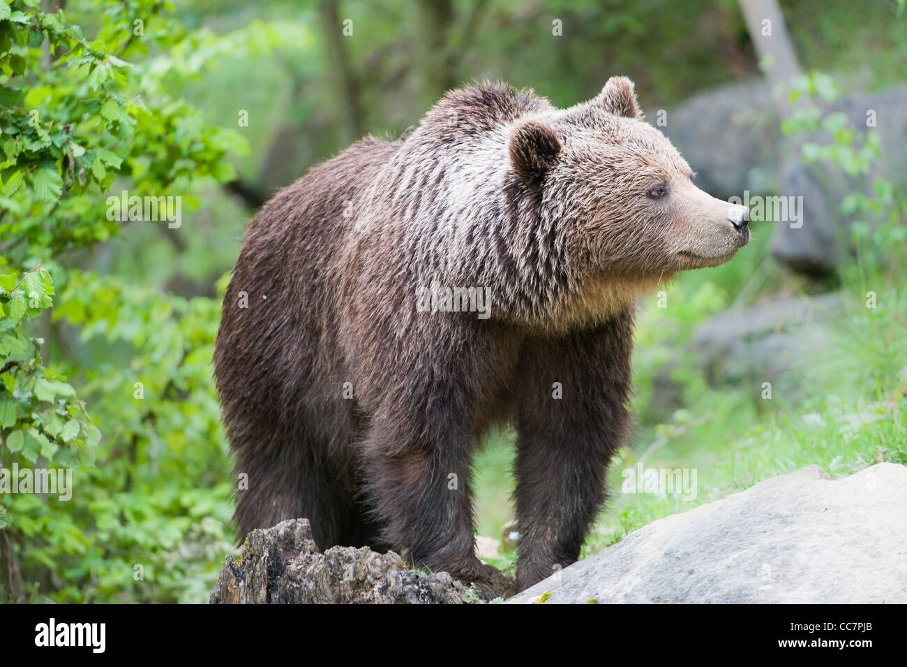 brown bear (lat. ursus arctos) stainding in the forest Stock Photo - Alamy
