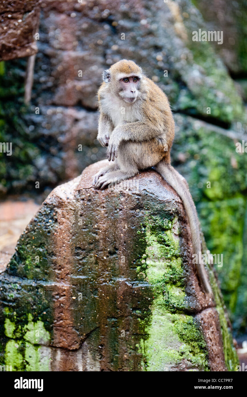 Crab-eating Macaque monkey (lat. Macaca fascicularis Stock Photo - Alamy