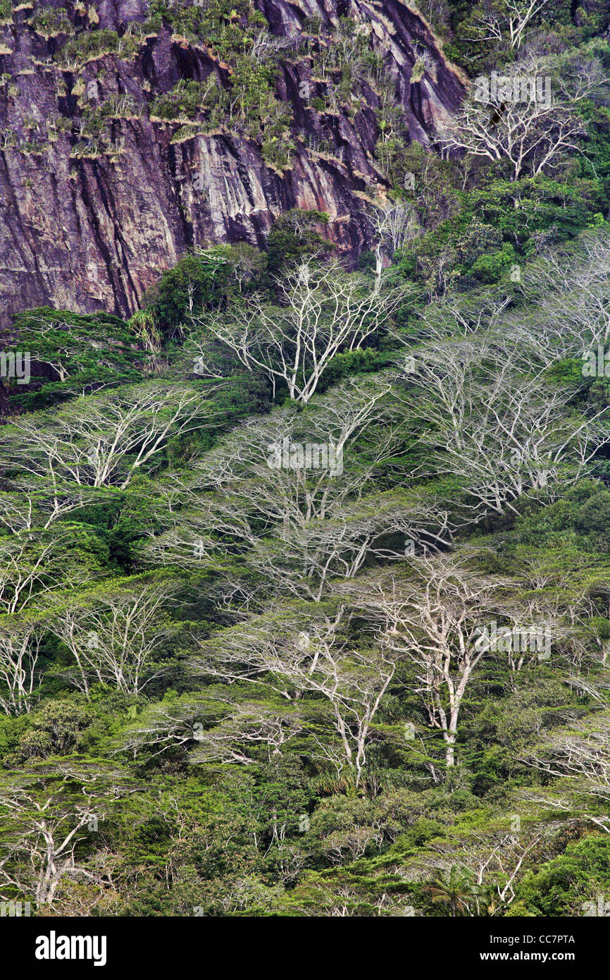 Equatorial tree hi-res stock photography and images - Alamy