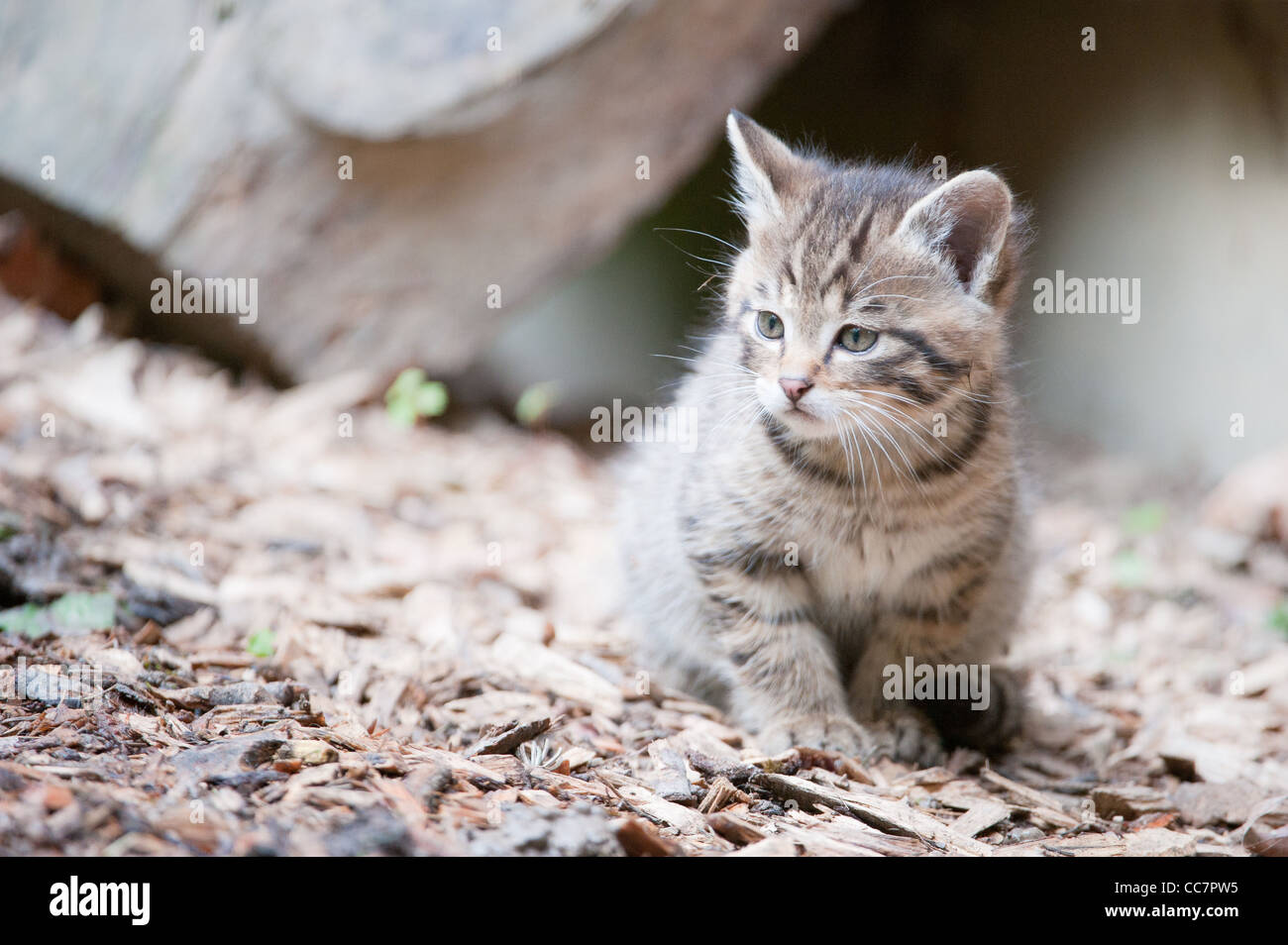 cute wildcat baby (lat. Felis silvestris Stock Photo - Alamy