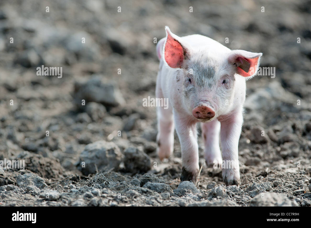 Happy pigs hi-res stock photography and images - Alamy