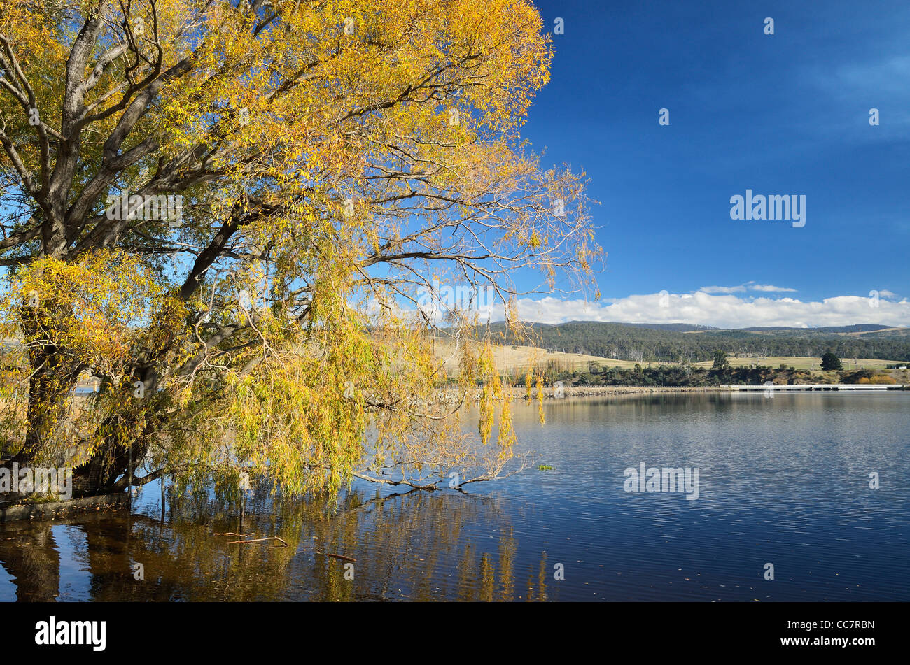 Willow Tree by Meadowbank Lake, Tasmania, Australia Stock Photo - Alamy