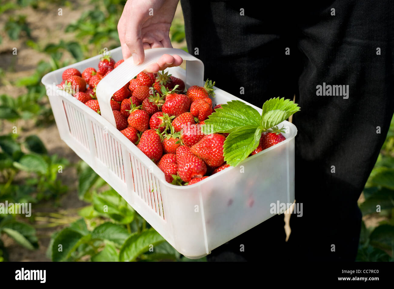 Fruit punnet hi-res stock photography and images - Alamy