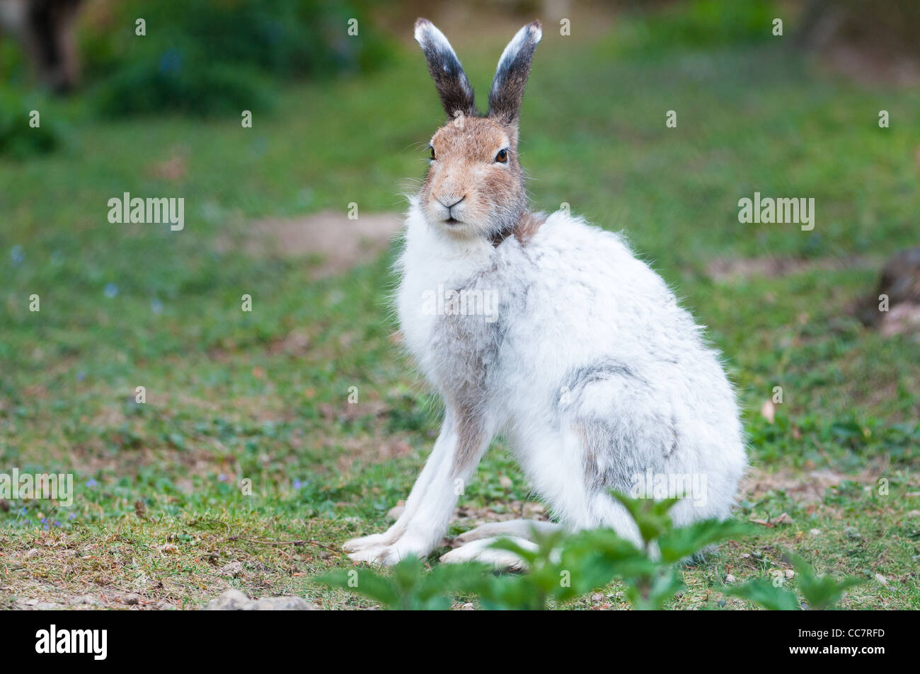 Mountain hare lepus timidus male hi-res stock photography and images ...