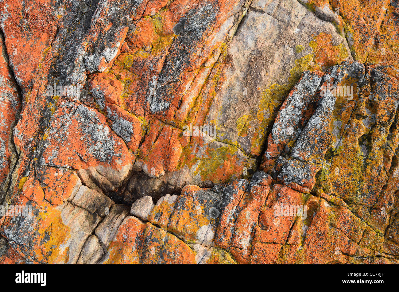 Red Lichen on Rocks, Wineglass Bay, Freycinet National Park, Freycinet ...