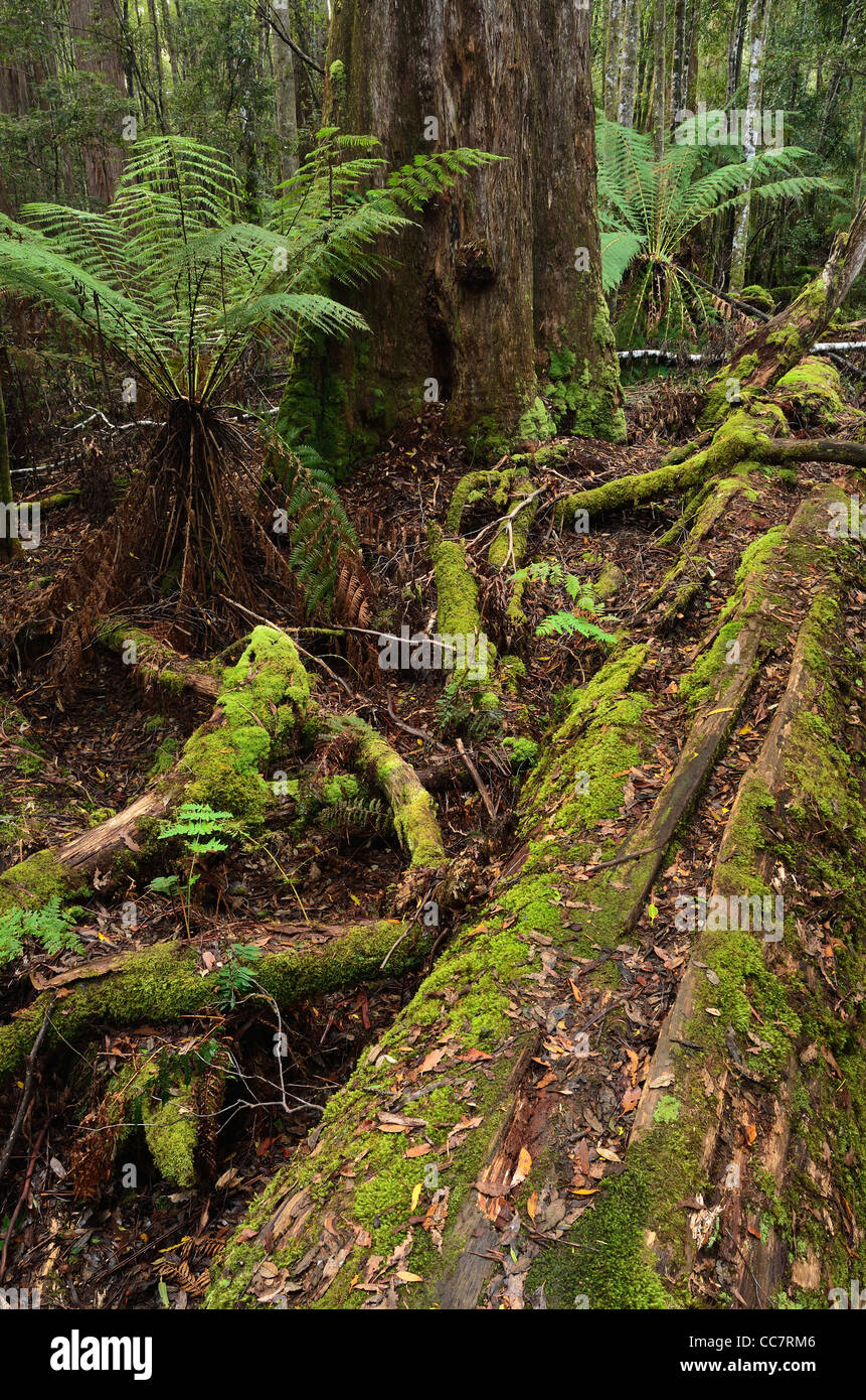 Temperate rainforest australian landscape hi-res stock photography and ...