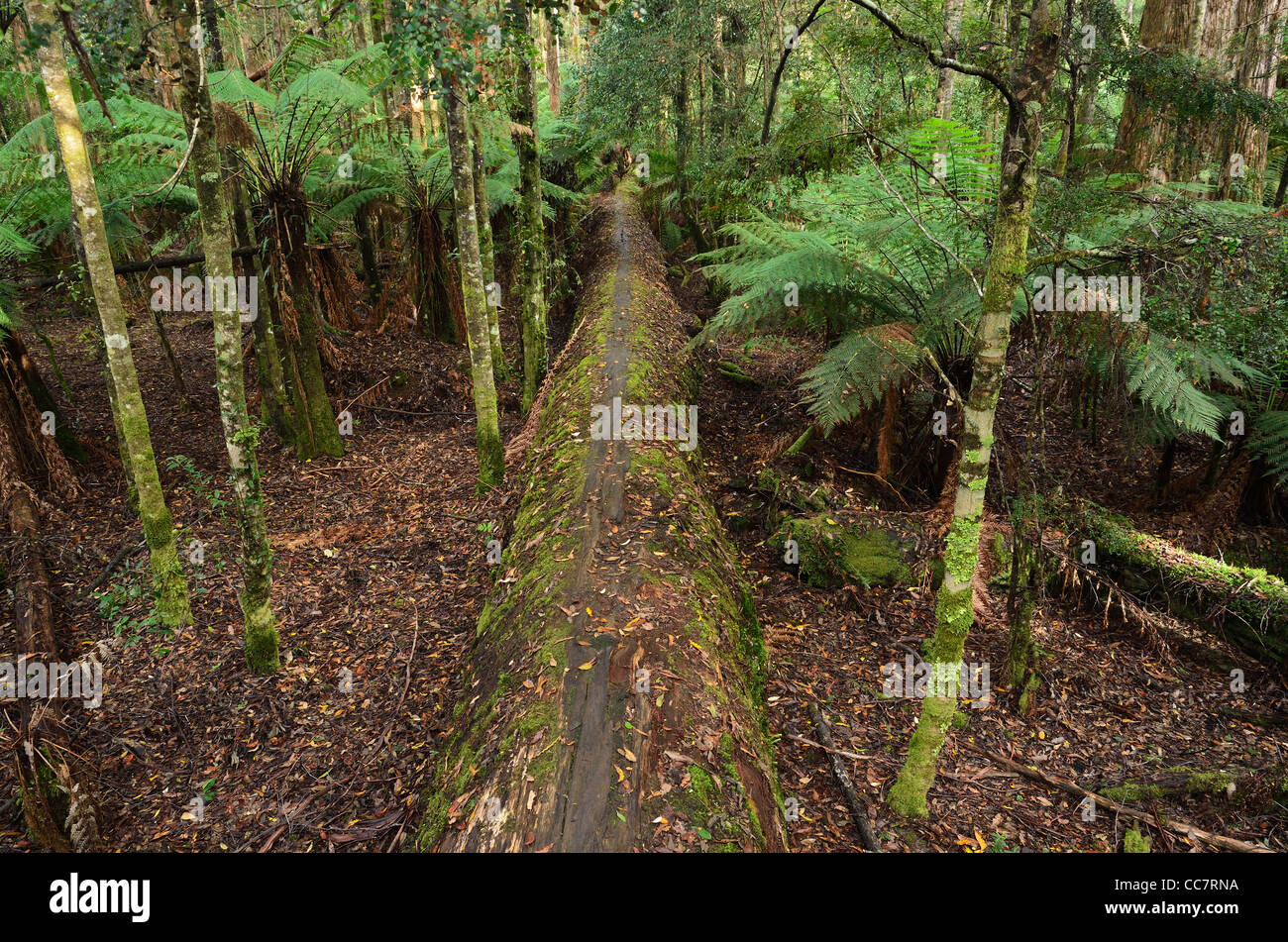 Green forest dip hi-res stock photography and images - Alamy