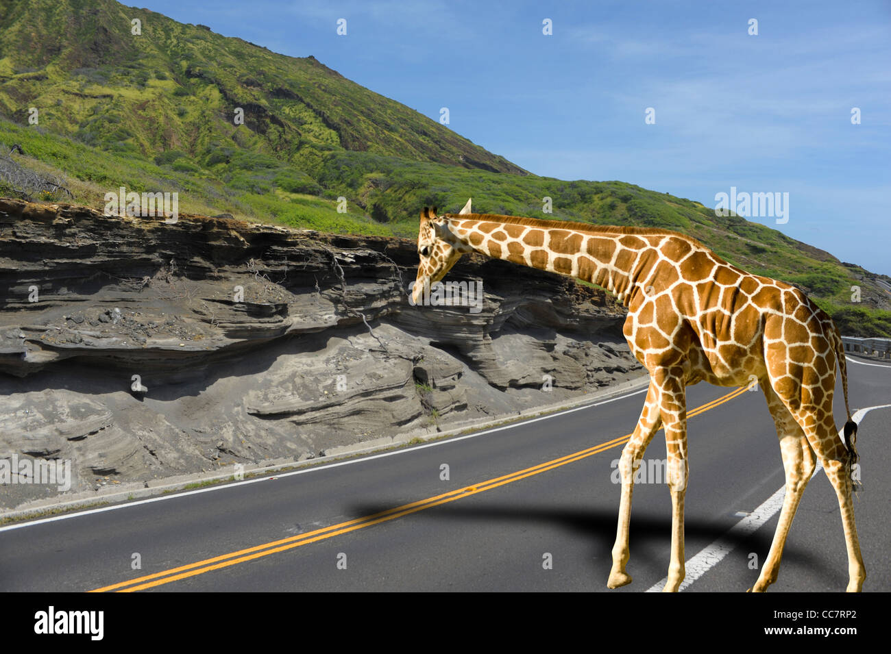 Giraffe talking a walk Stock Photo - Alamy