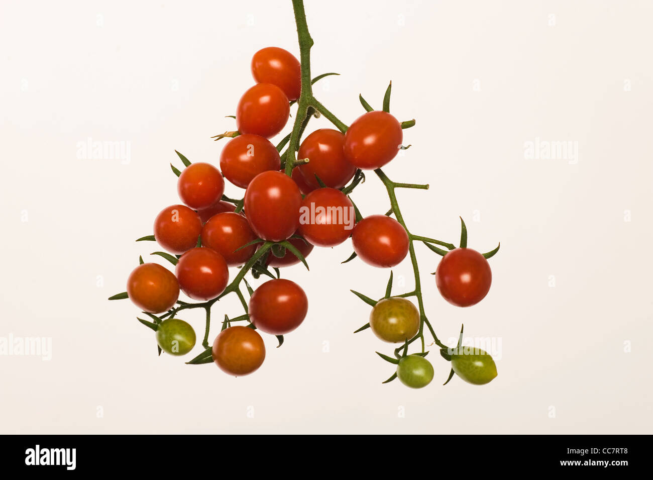 Vine ripened cherry tomatoes hi-res stock photography and images - Alamy