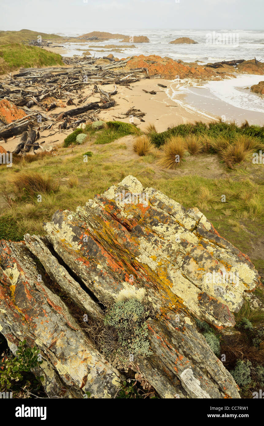 Shore near Arthur River, Tarkine, Arthur Pieman Conservation Area ...