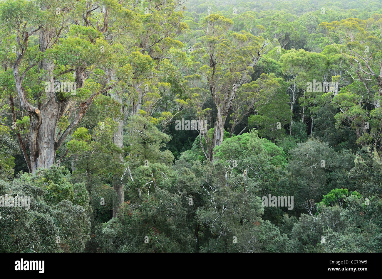 Temperate Rainforest, Tarkine, Arthur Pieman Conservation Area ...