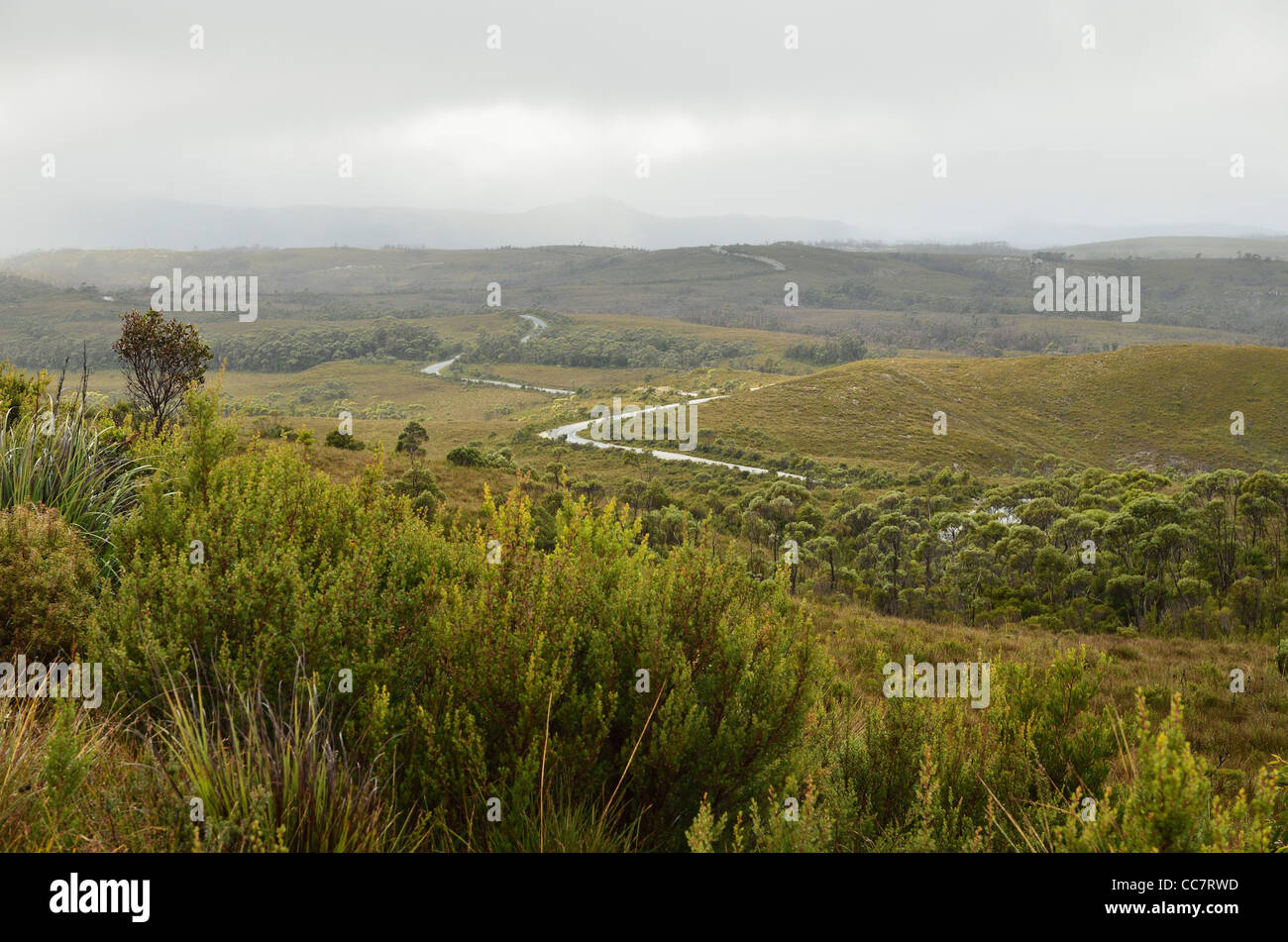 Tarkine, Arthur Pieman Conservation Area, Tasmania, Australia Stock ...