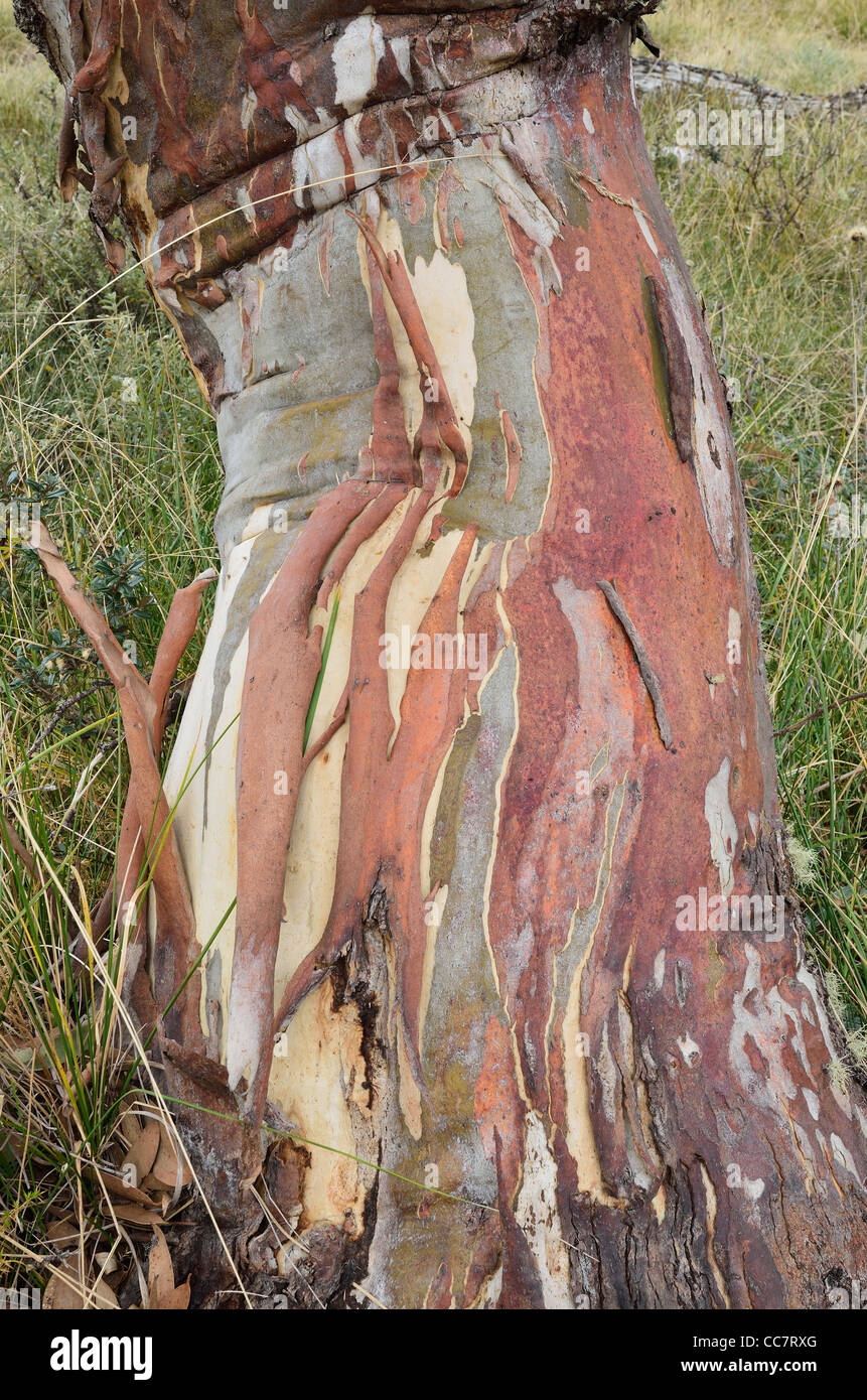 Australian gum tree trunks hi-res stock photography and images - Alamy