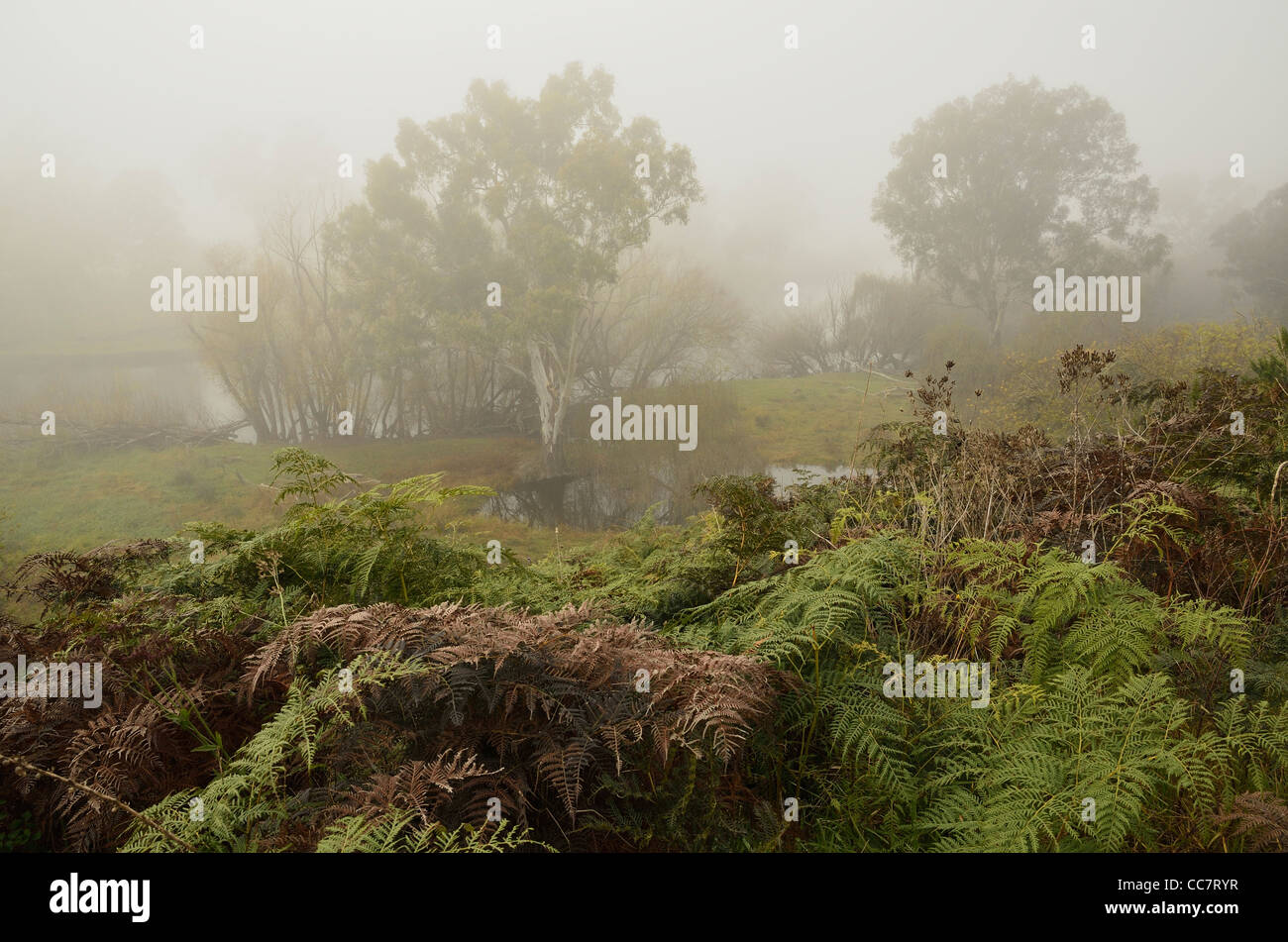 Landscape in Fog, Towong, Victoria, Australia Stock Photo - Alamy