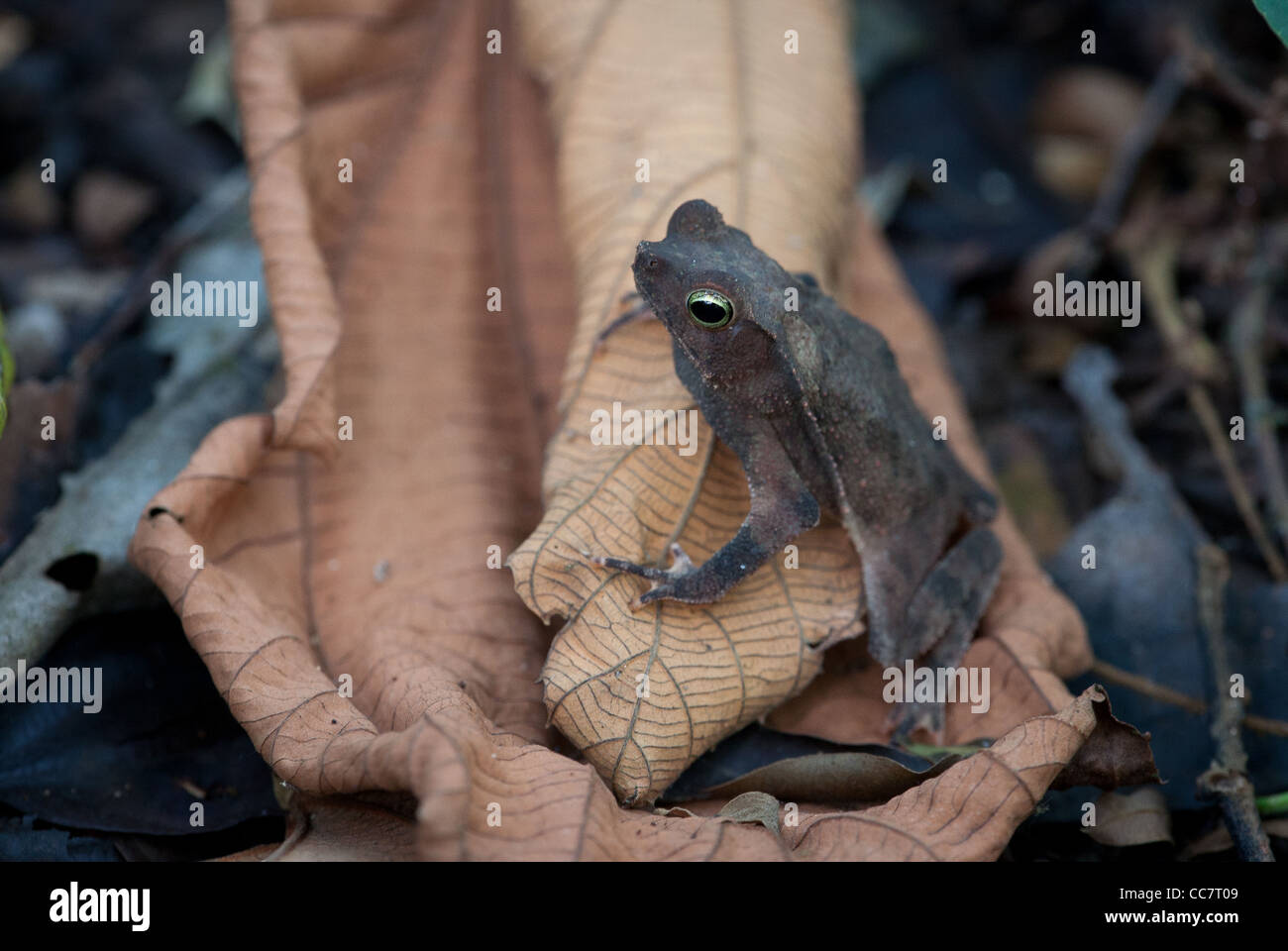 Leaf-litter toad on the forest floor in Metropolitan park, Panama city ...