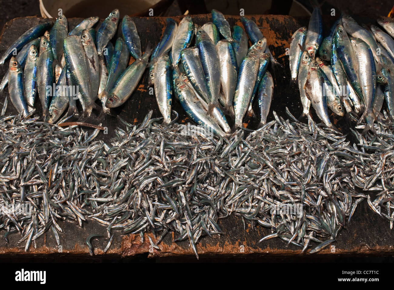 Freshly caught sardines hi-res stock photography and images - Alamy