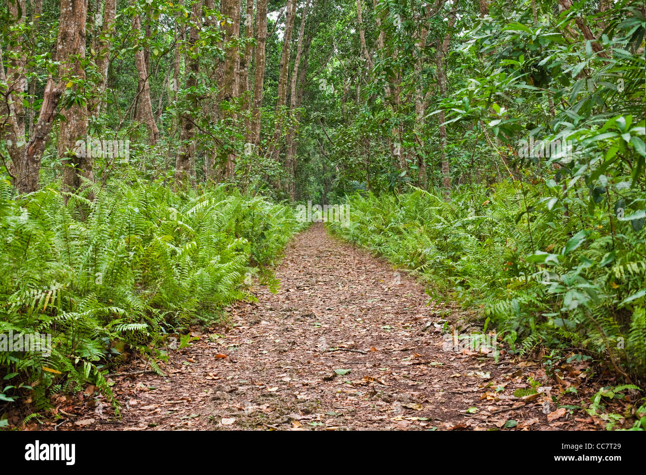 Ferns and Pathway, Jozani Chwaka Bay National Park, Unguja, Zanzibar ...
