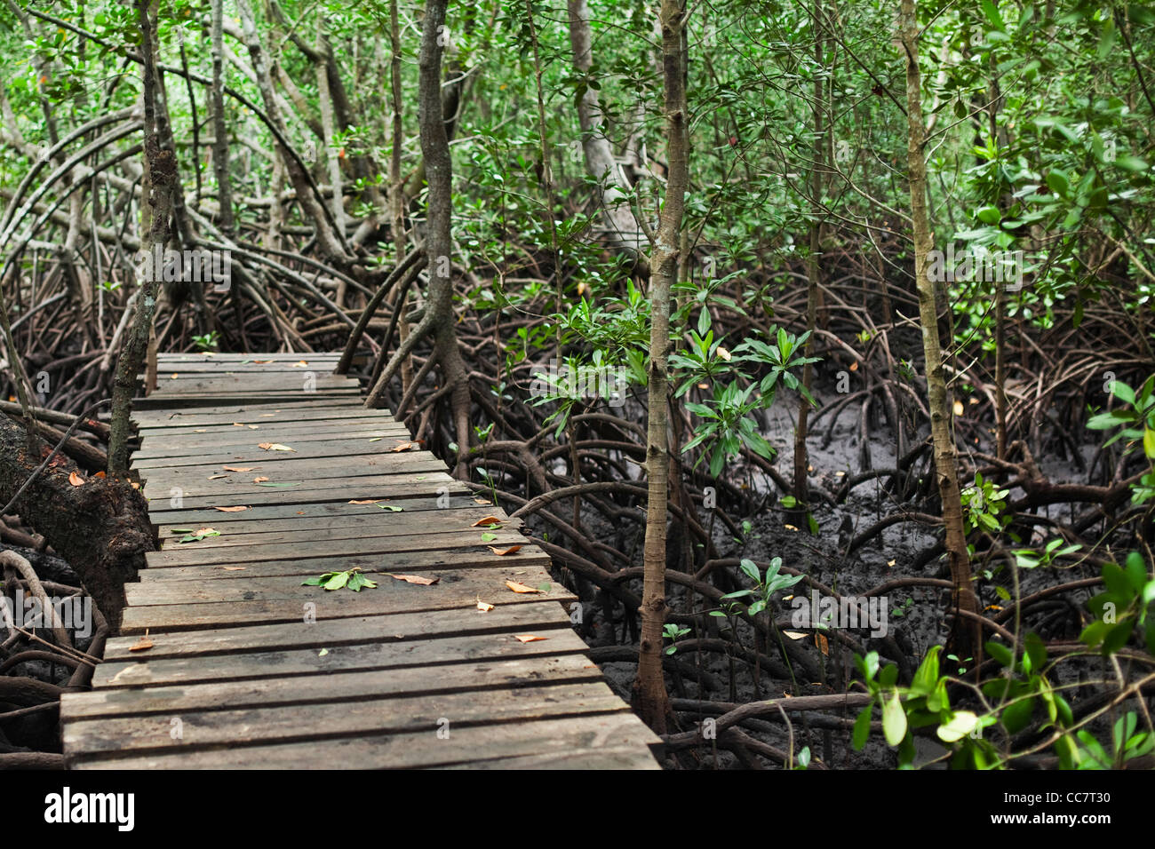 Forest Walk, Mangrove Swamp, Zanzibar, Tanzania Stock Photo - Alamy