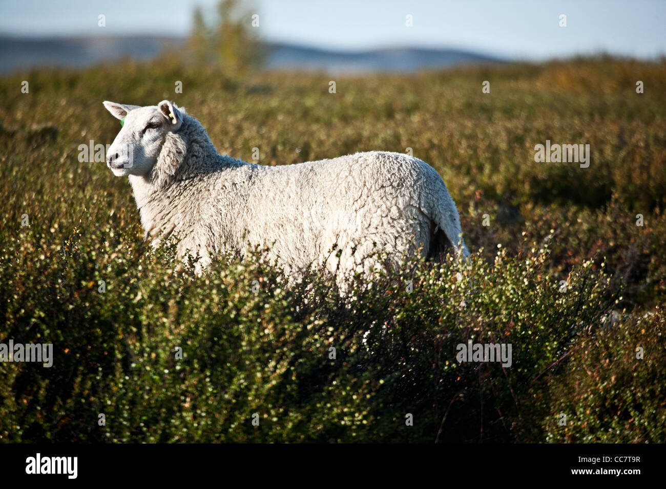Norway sheep hi-res stock photography and images - Alamy