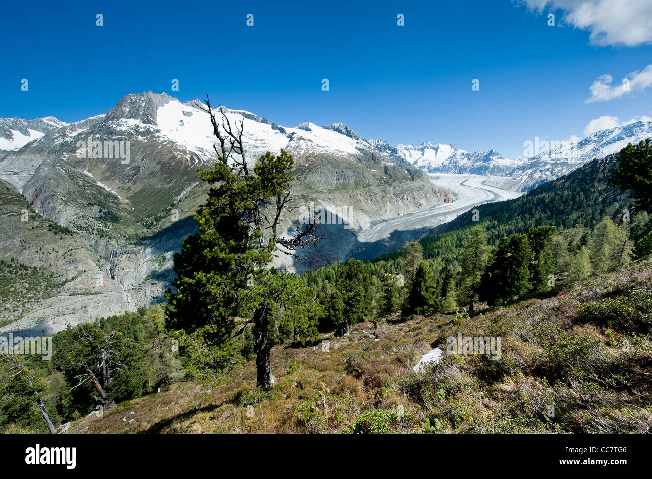 From aletsch forest hi-res stock photography and images - Alamy