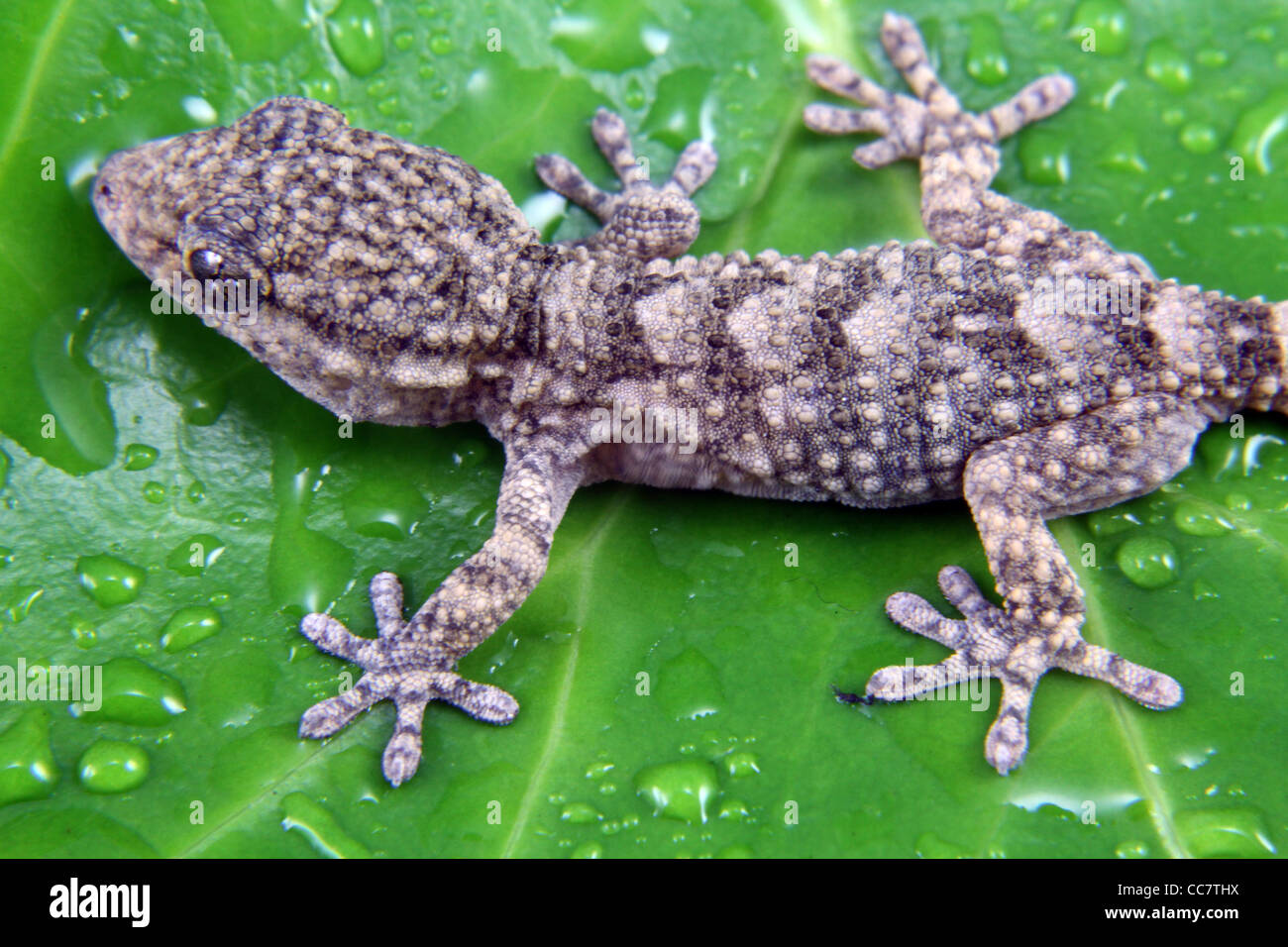 gecko in the wild on a green leaf Stock Photo - Alamy