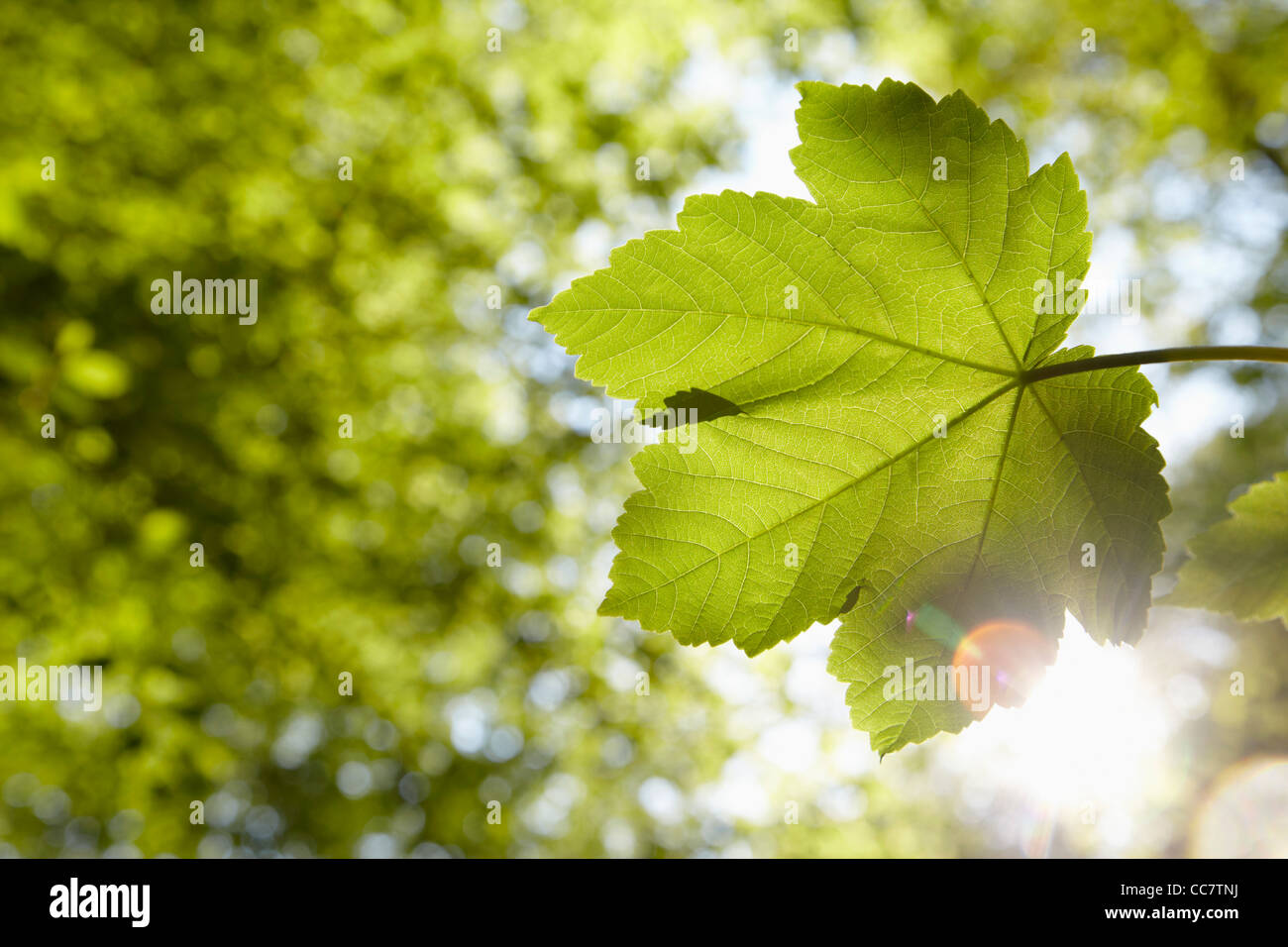 Close-up of Leaf, Hamburg, Germany Stock Photo - Alamy