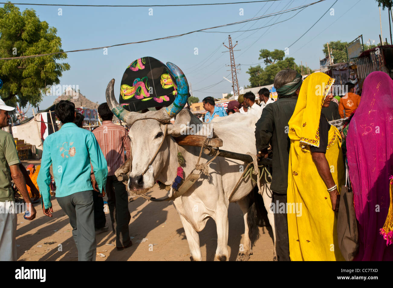 Indian cow with people hi-res stock photography and images - Alamy