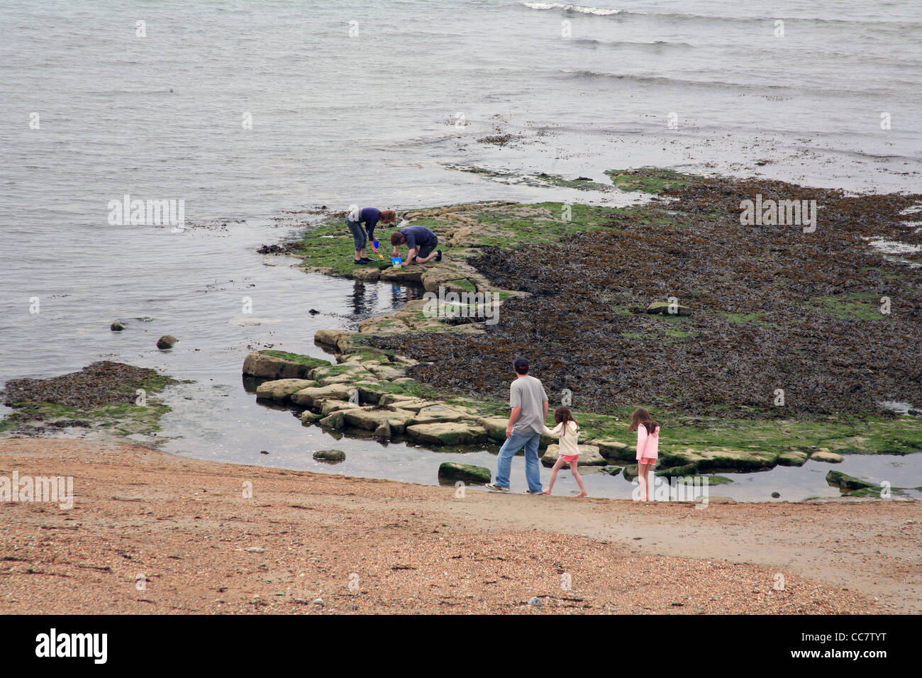 Exploring the rock pools at Lyme Regis, Dorset, England, UK Stock Photo ...