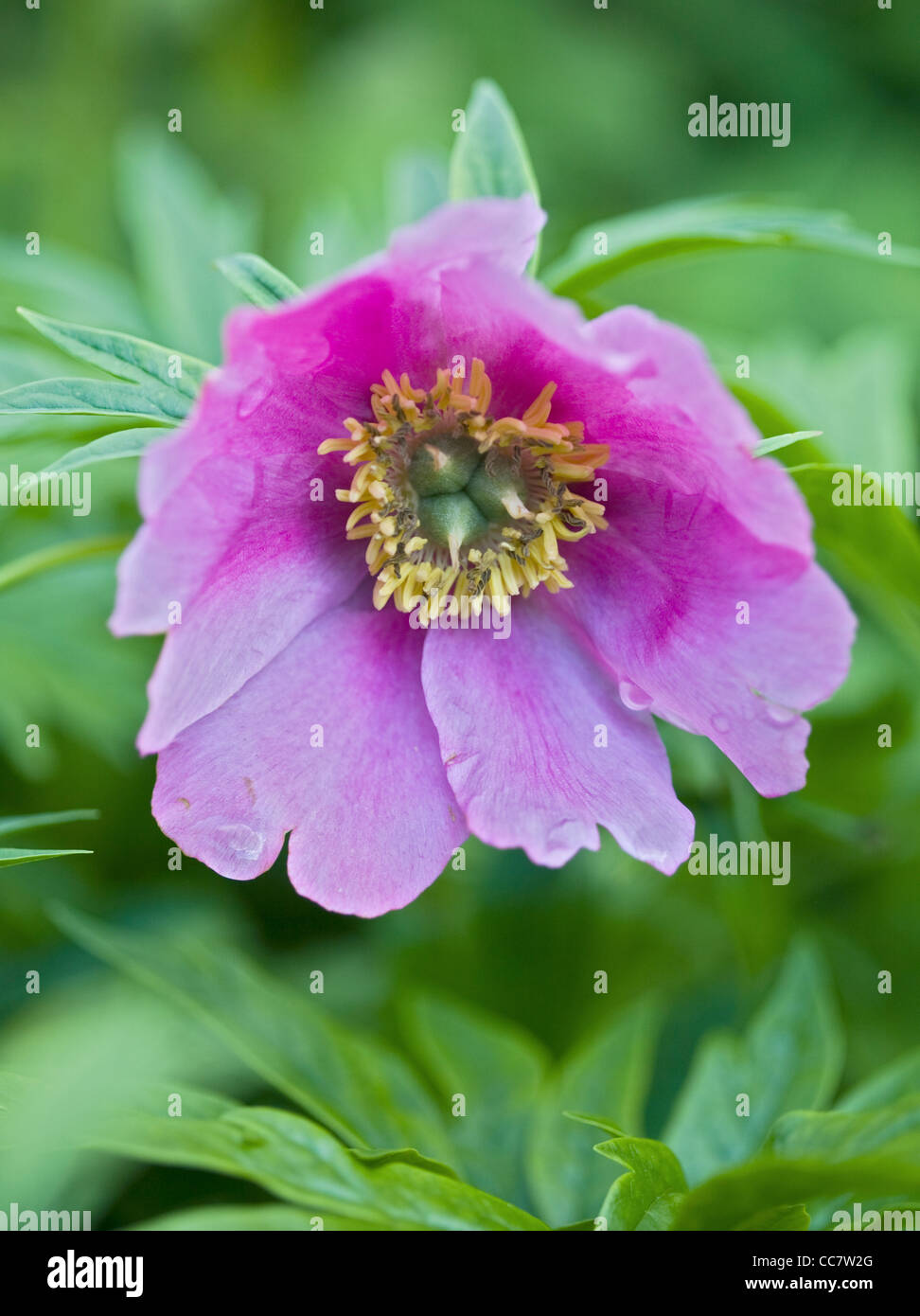 Paeonia veitchii hi-res stock photography and images - Alamy