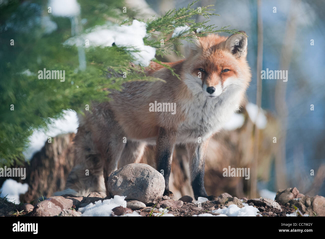 Fox head side hi-res stock photography and images - Alamy