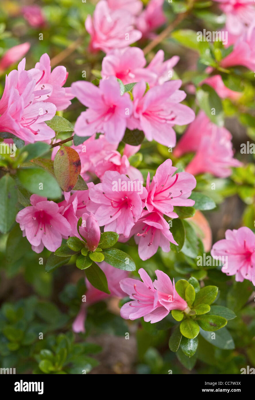 Azalea kirin hi-res stock photography and images - Alamy