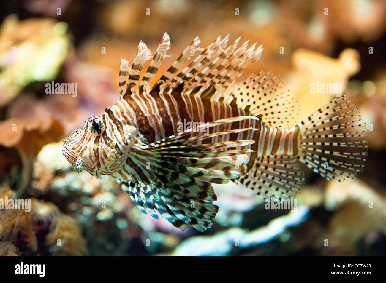 Red Lionfish High Resolution Stock Photography and Images - Alamy