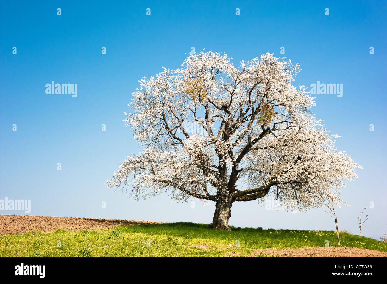 Single blossoming tree in spring on a rural field with blue sky Stock ...