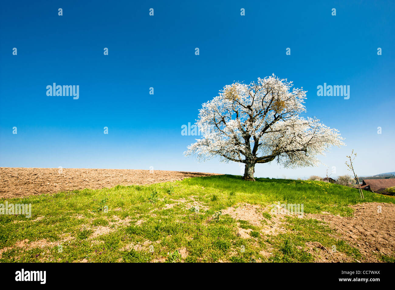 Single blossoming tree in spring on a rural field with blue sky Stock ...