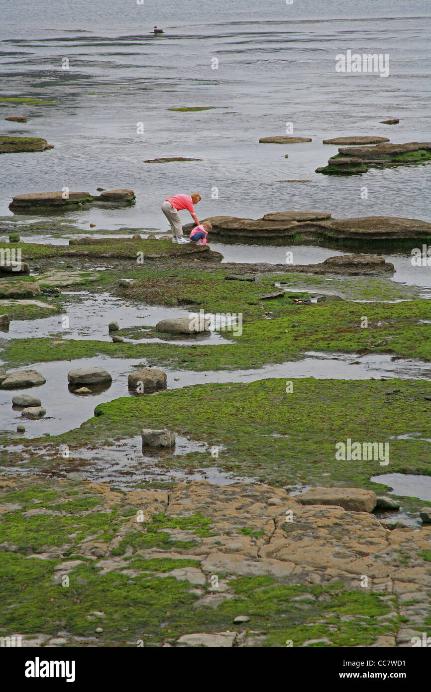 Exploring the rock pools at Lyme Regis, Dorset, England, UK Stock Photo ...