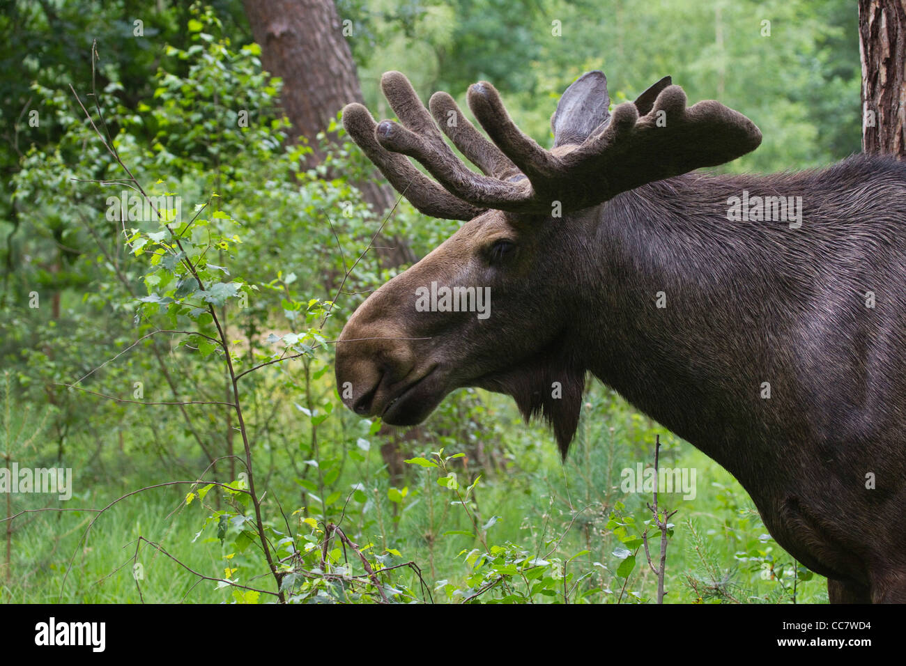 Bull Moose in Game Reserve, Hesse, Germany Stock Photo - Alamy