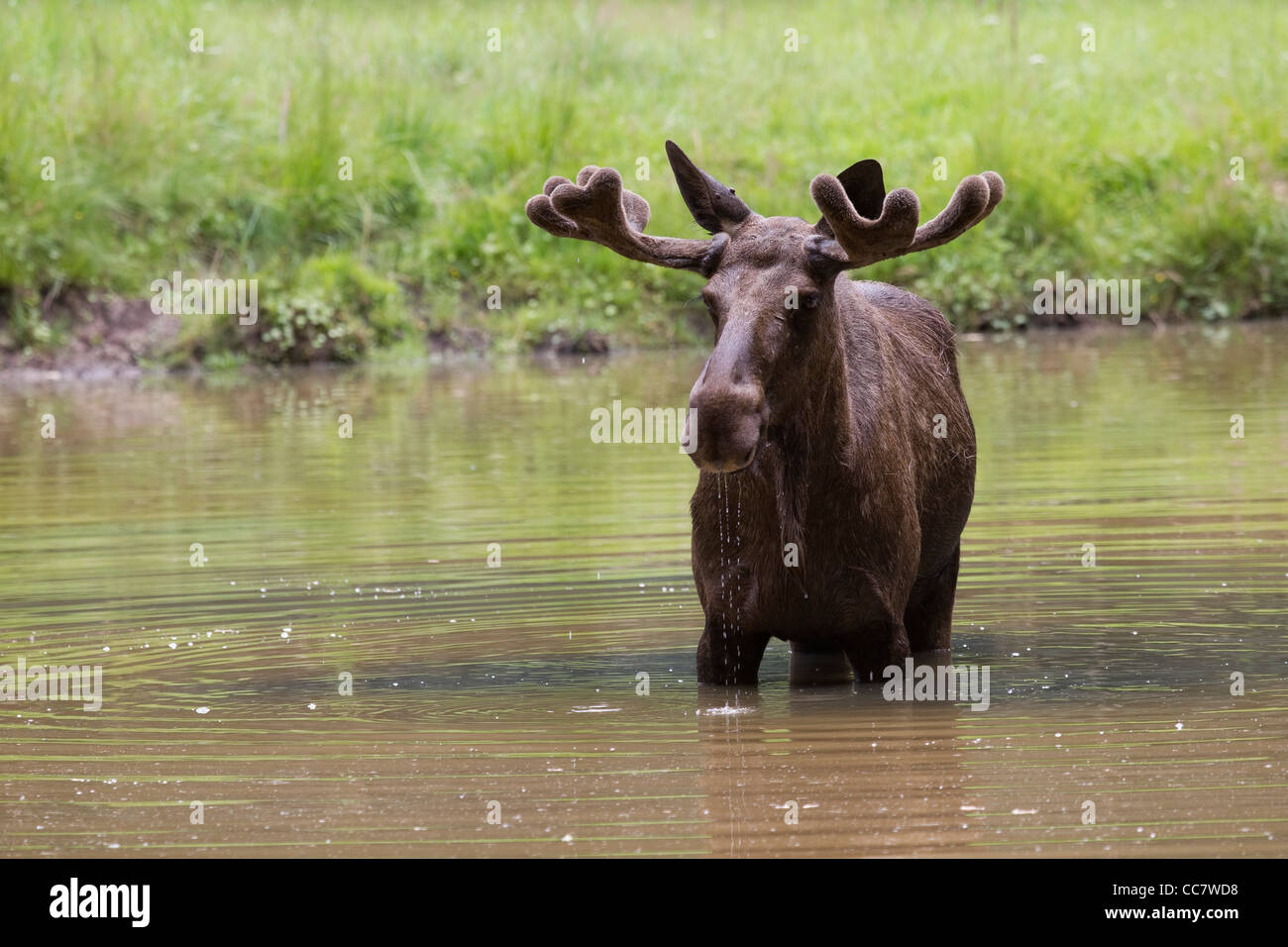 Bull Moose Standing in Lake in Game Reserve, Hesse, Germany Stock Photo ...