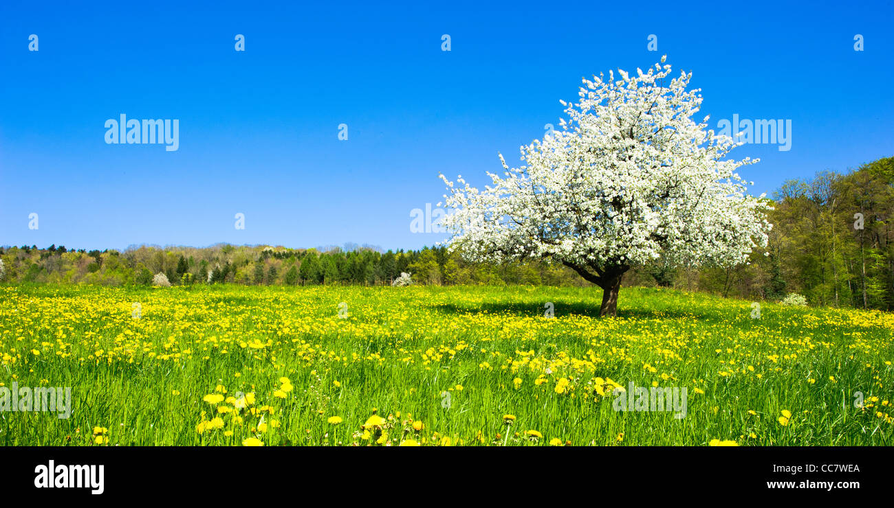Single blossoming tree in spring on rural meadow Stock Photo - Alamy