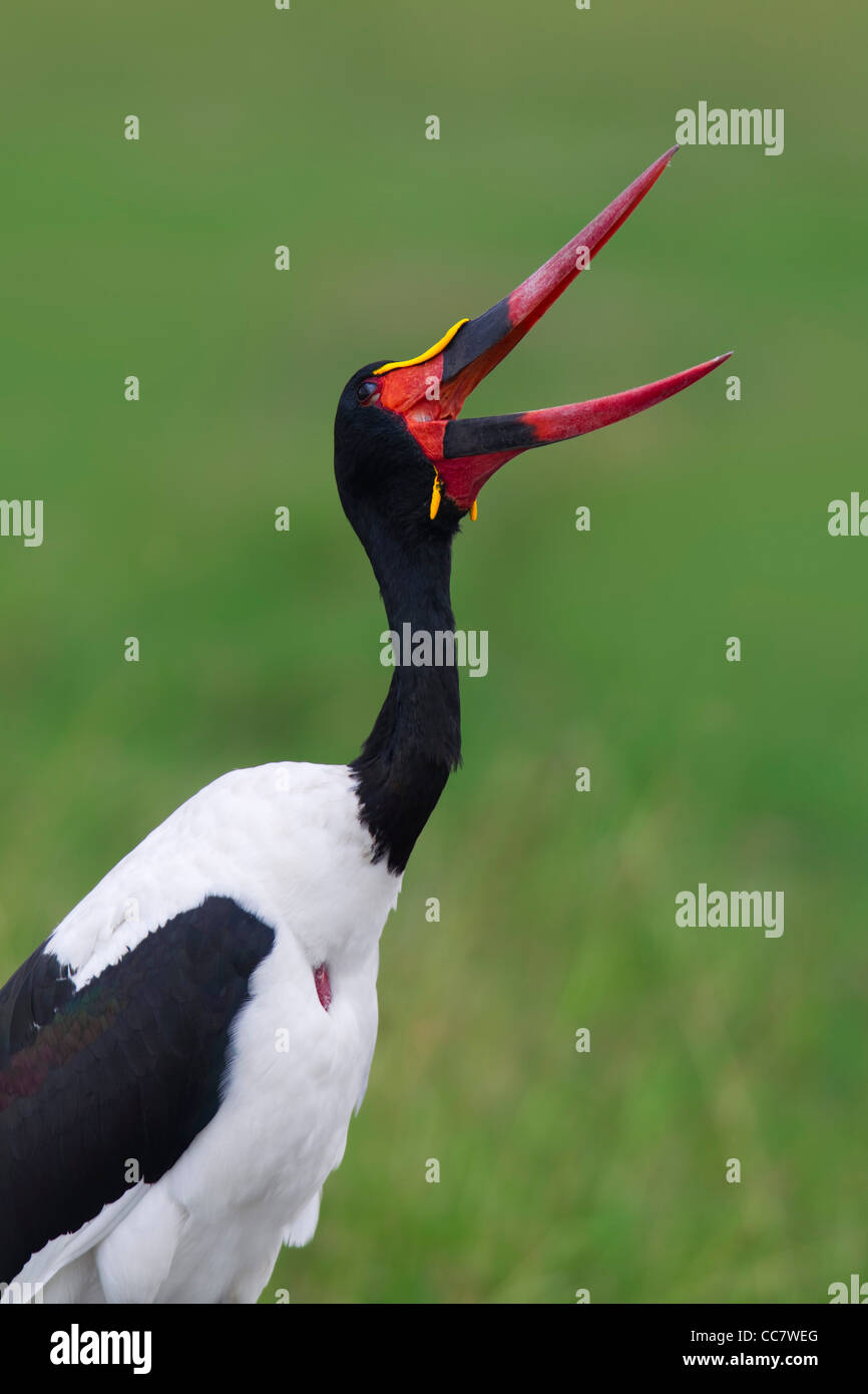 Saddle-billed Stork, Masai Mara National Reserve, Kenya Stock Photo - Alamy