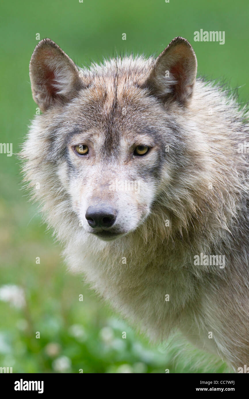 Portrait of Timber Wolf, Bavaria, Germany Stock Photo - Alamy