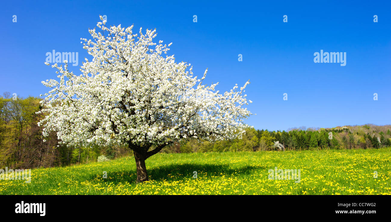 Single tree in nature hi-res stock photography and images - Alamy