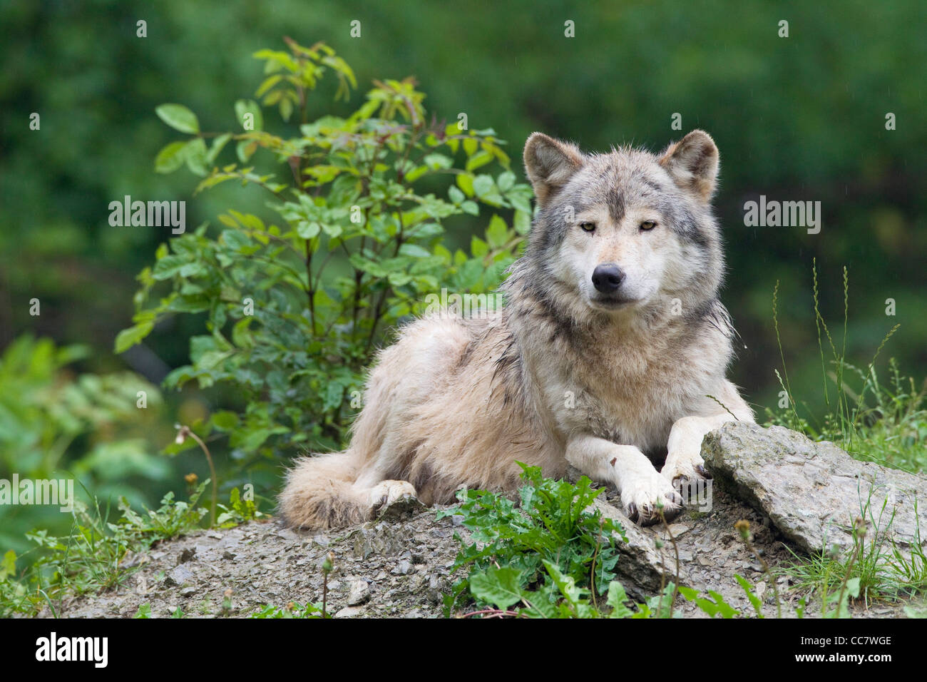 Timber Wolf in Game Reserve, Bavaria, Germany Stock Photo - Alamy