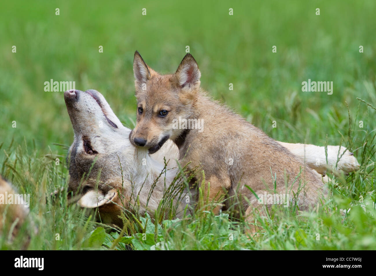 Timber Wolves in Game Reserve, Bavaria, Germany Stock Photo - Alamy