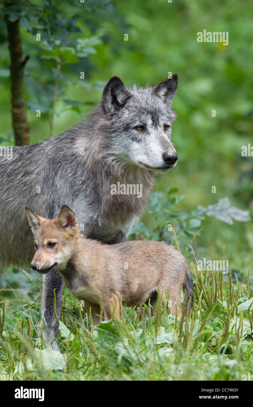 Timber Wolves in Game Reserve, Bavaria, Germany Stock Photo - Alamy