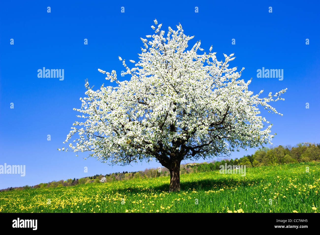 Single tree in nature hi-res stock photography and images - Alamy